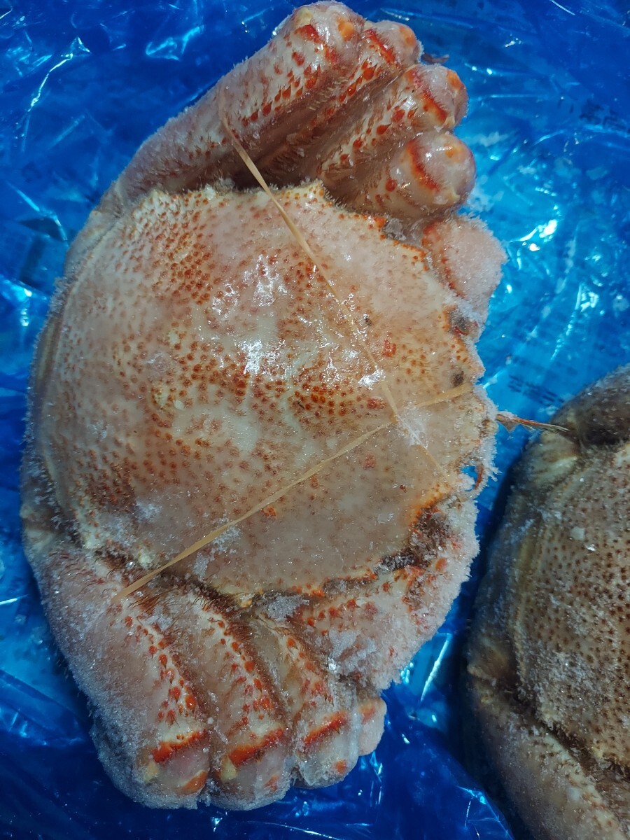 Yahoo!オークション - 巨大毛がに24cm1100g位1匹7998円即決