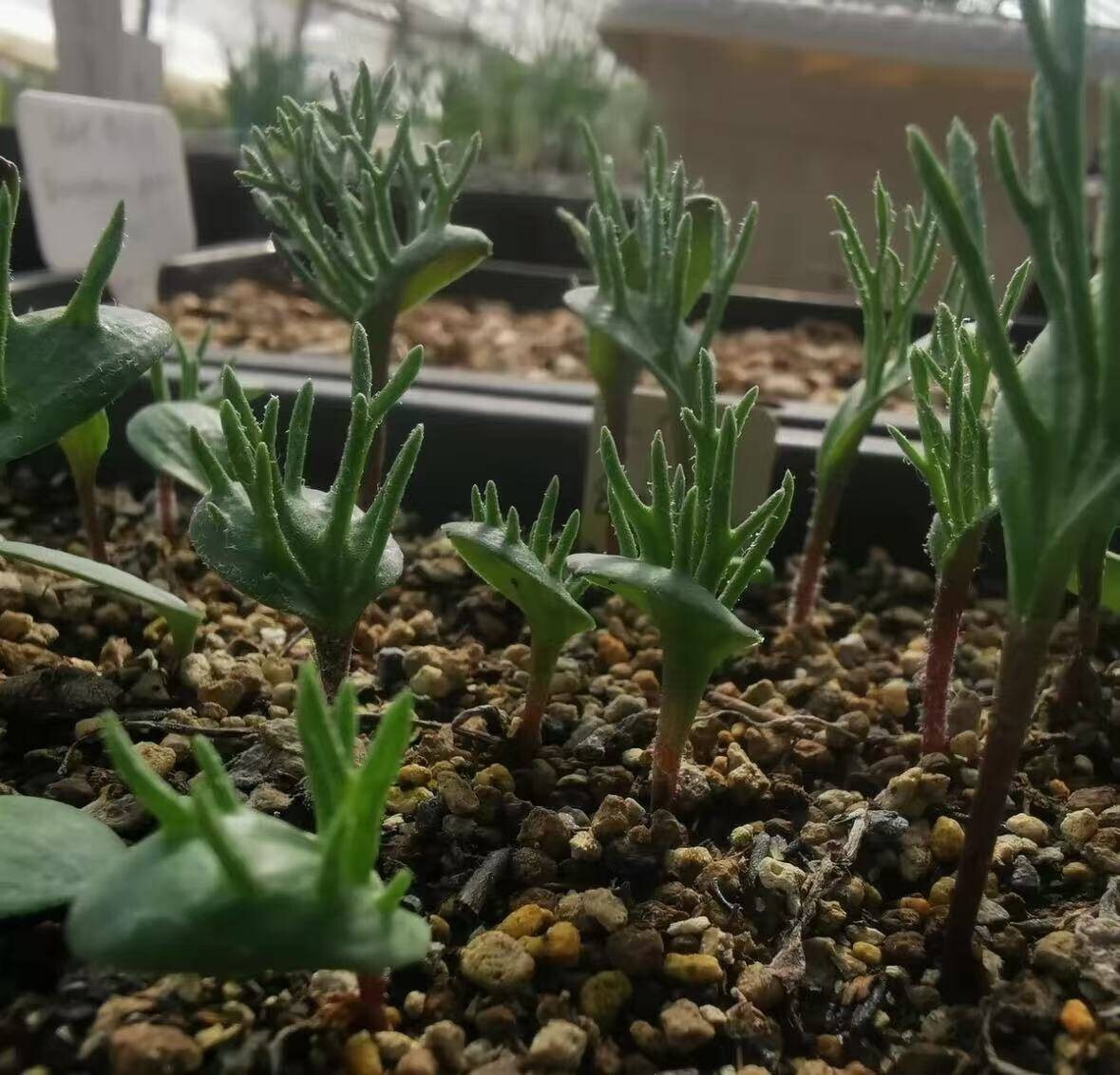 N67エリオスペルマム ケルビコルネ Eriospermum cervicorne(サボテン)｜売買されたオークション情報、yahooの商品情報をアーカイブ公開 - オークファン（aucfan ...