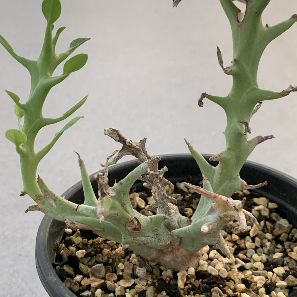 Yahoo!オークション - N107 サボテン・多肉植物 ユーフォルビア・ハマ...