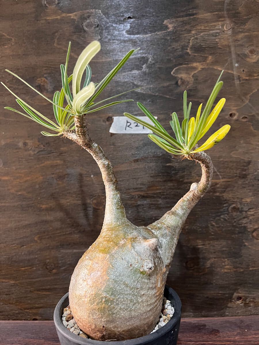 Yahoo!オークション - パキポディウム グラキリス 発根済R21