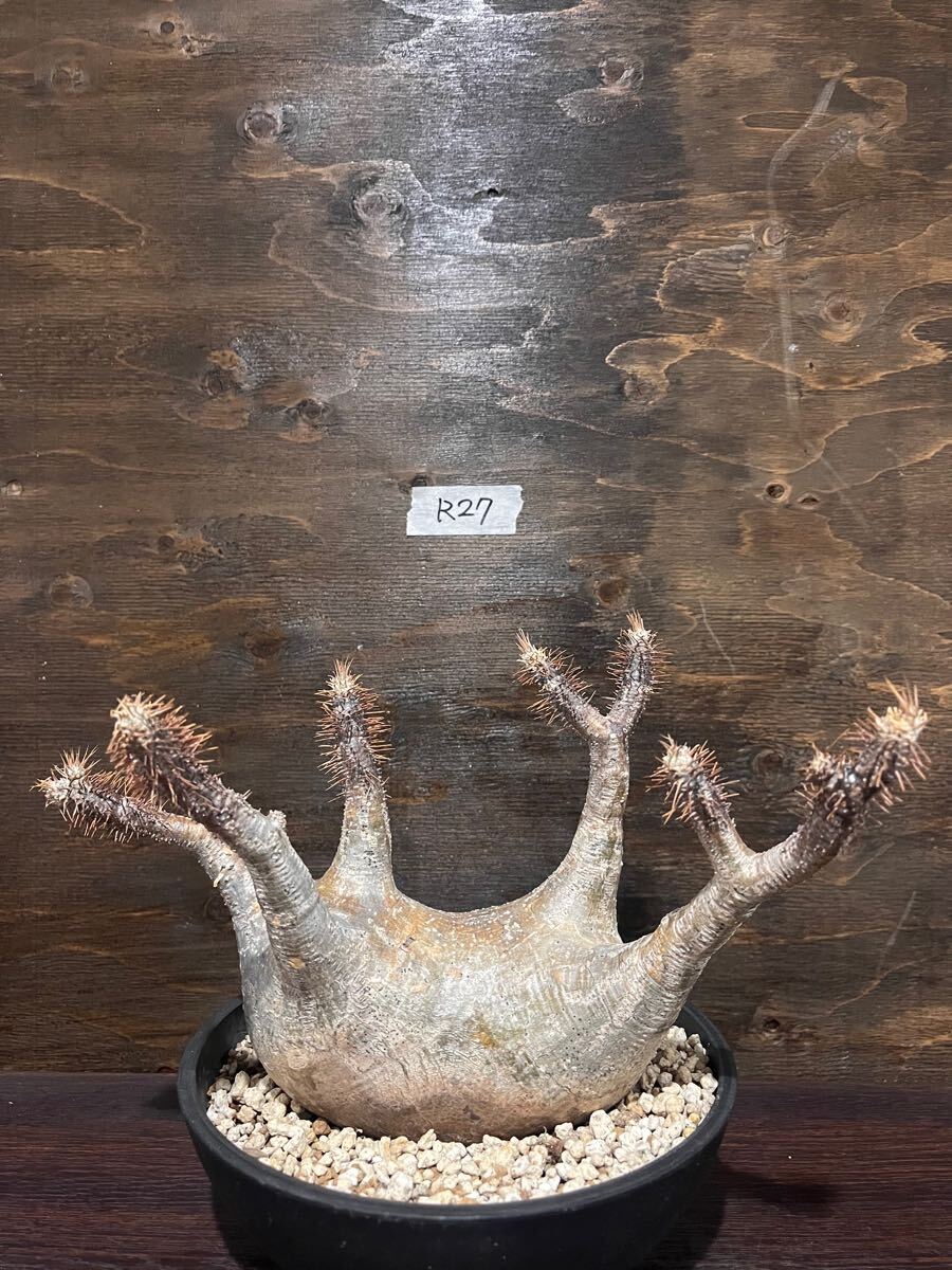 Yahoo!オークション - パキポディウム グラキリス 発根済R27