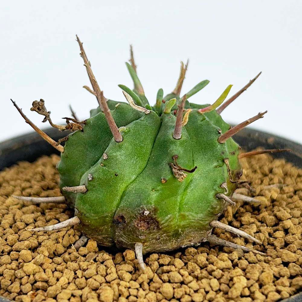 Yahoo!オークション - ユーフォルビア ピランシー 2.5号 A1211