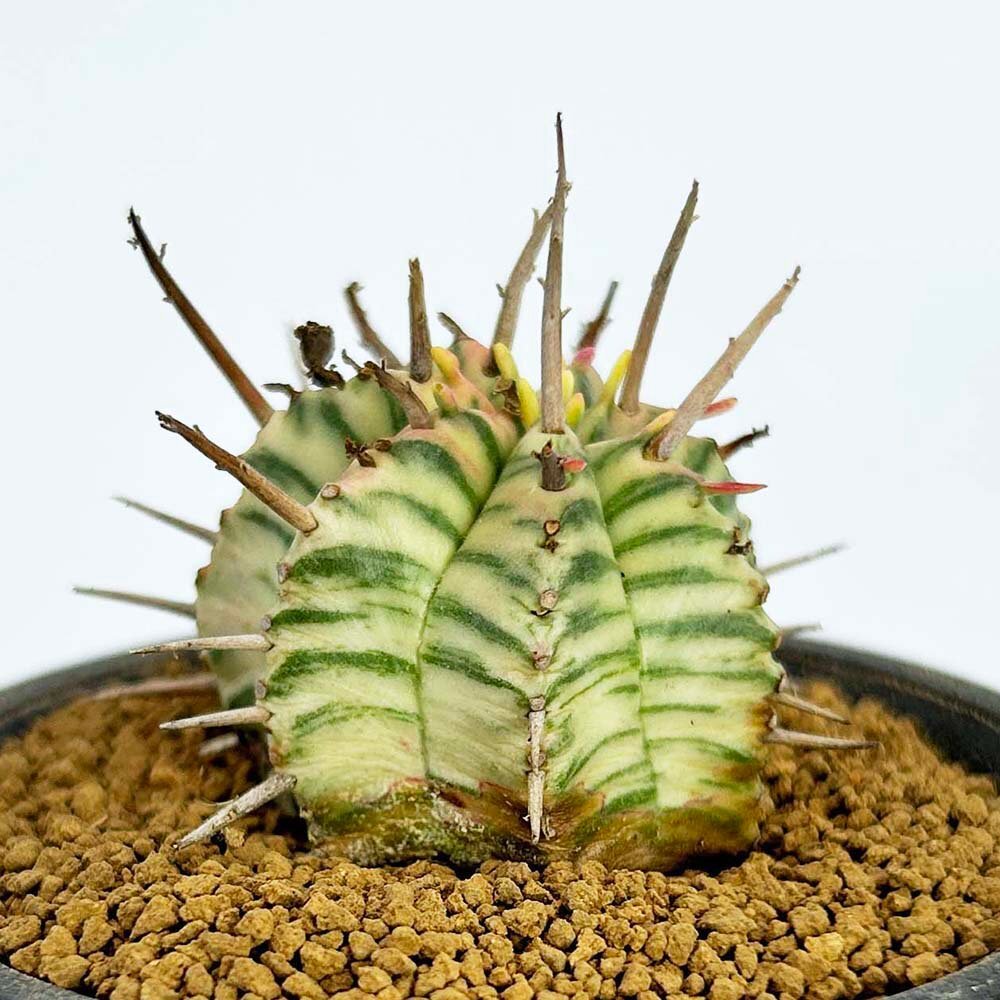 Yahoo!オークション - ユーフォルビア メロフォルミス錦 2.5号 A1211