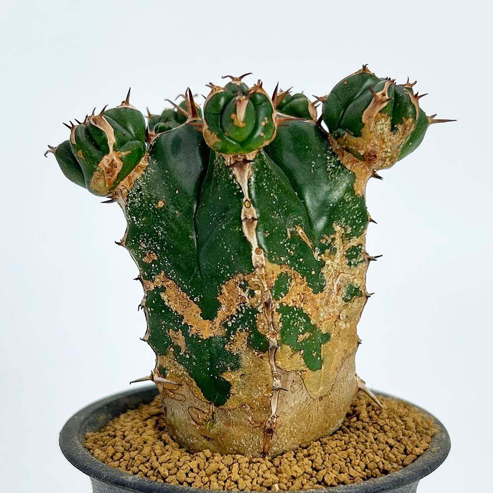 Yahoo!オークション - ユーフォルビア ハンディエンシス 2.5号 A1211