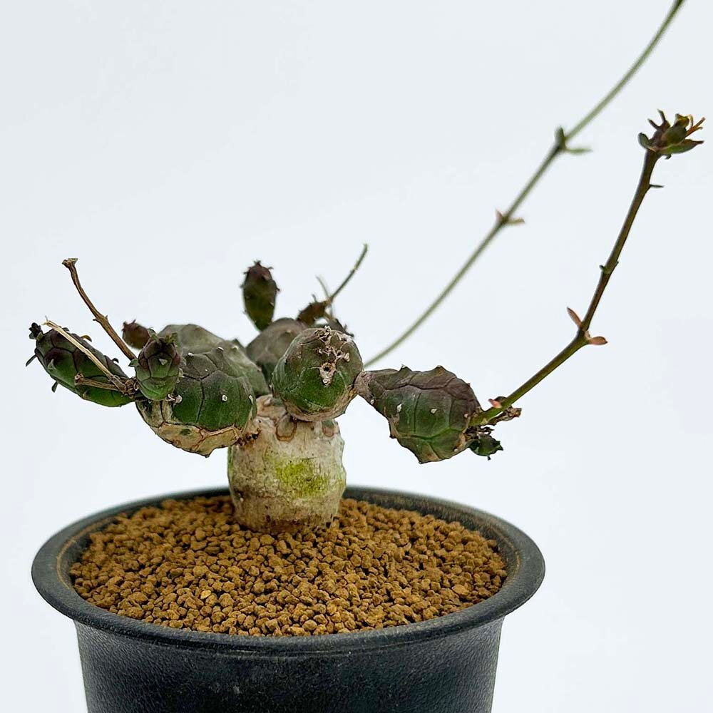 Yahoo!オークション - ユーフォルビア グロボーサ 2.5号 A1252