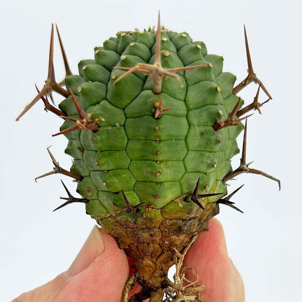 Yahoo!オークション - ユーフォルビア ステリスピナ / 群星冠 C1266【...