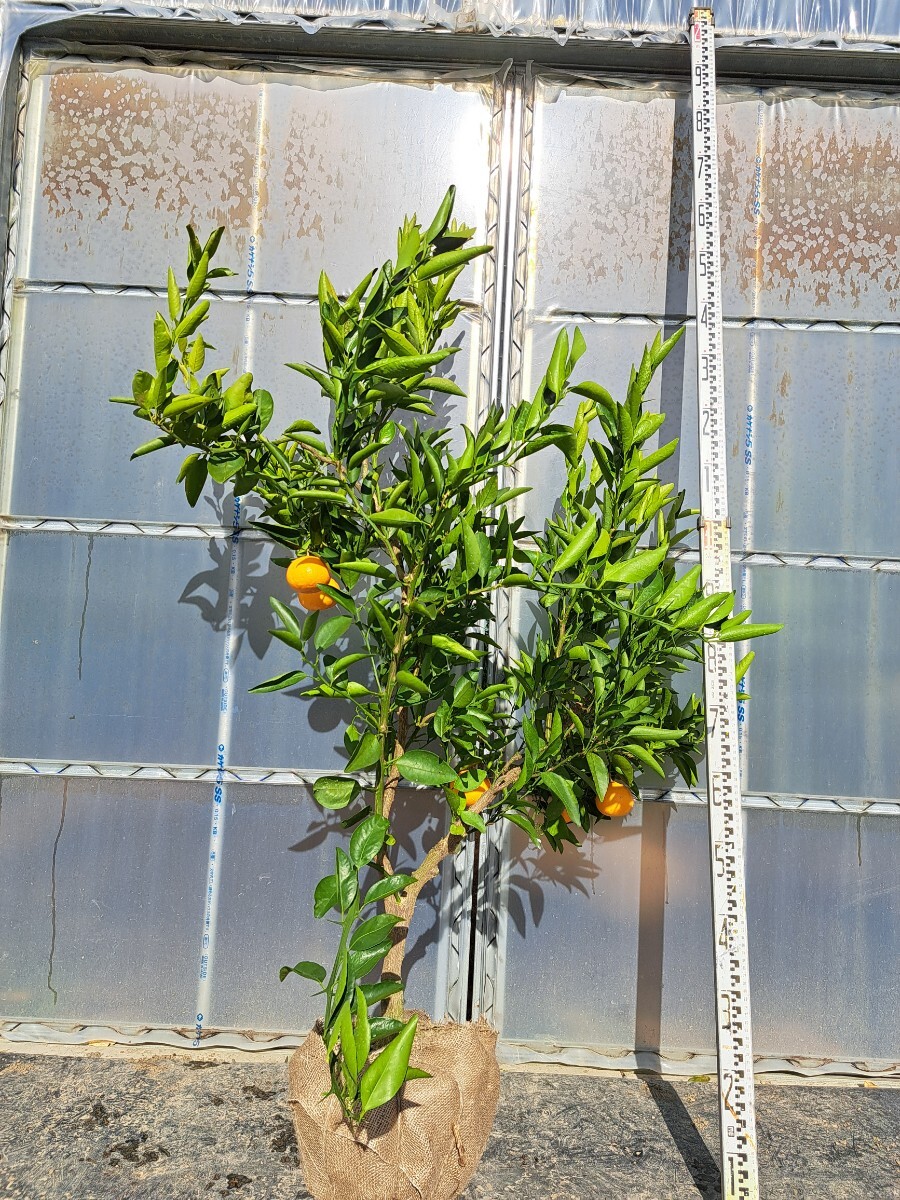 Yahoo!オークション - 在庫少 【タンゴール系】柑橘 PVP せとか 実付き...