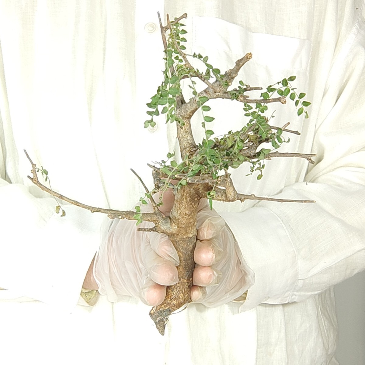 Yahoo!オークション - 【直輸入】ネグレクタ B060 ボスウェリア ネグレ...