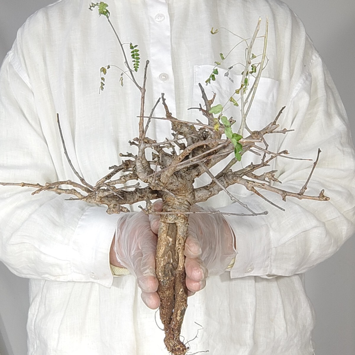 Yahoo!オークション - 【直輸入】ネグレクタ B066 ボスウェリア ネグレ...