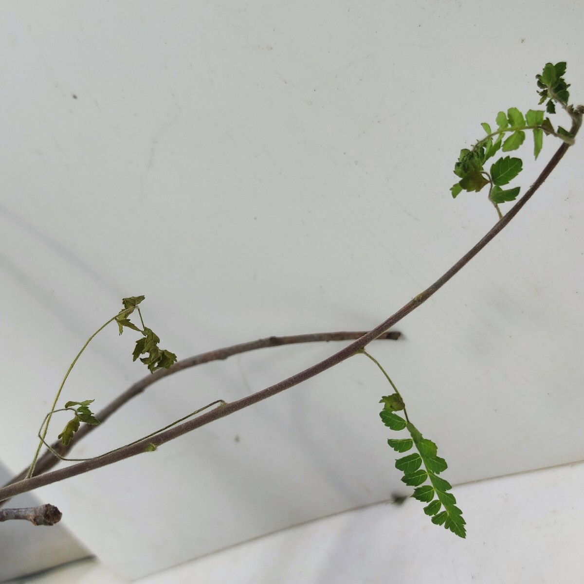 Yahoo!オークション - 【直輸入】ネグレクタ B066 ボスウェリア ネグレ...