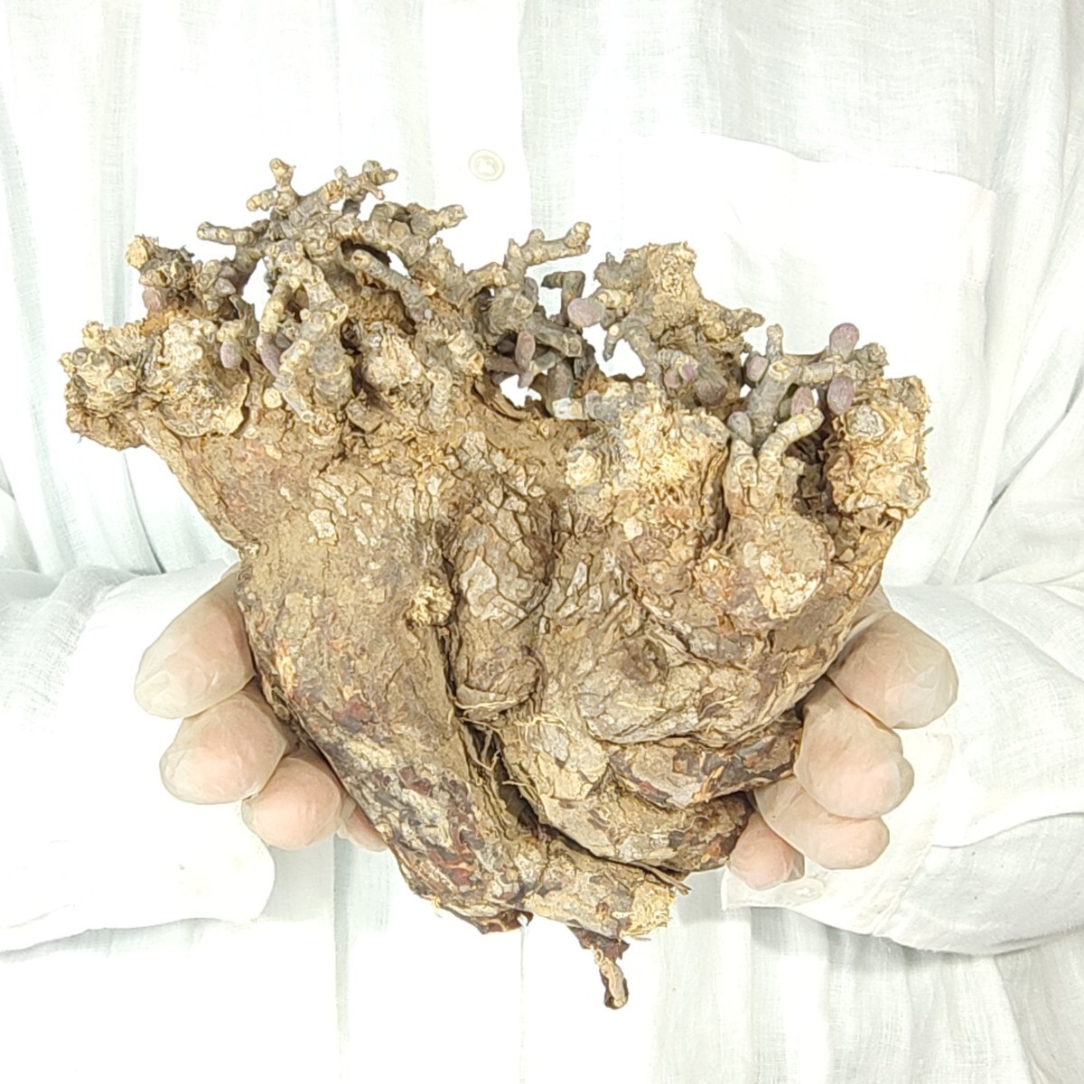 Yahoo!オークション - 【直輸入】ピグマエア B106 ケラリヤ ピグマエア...