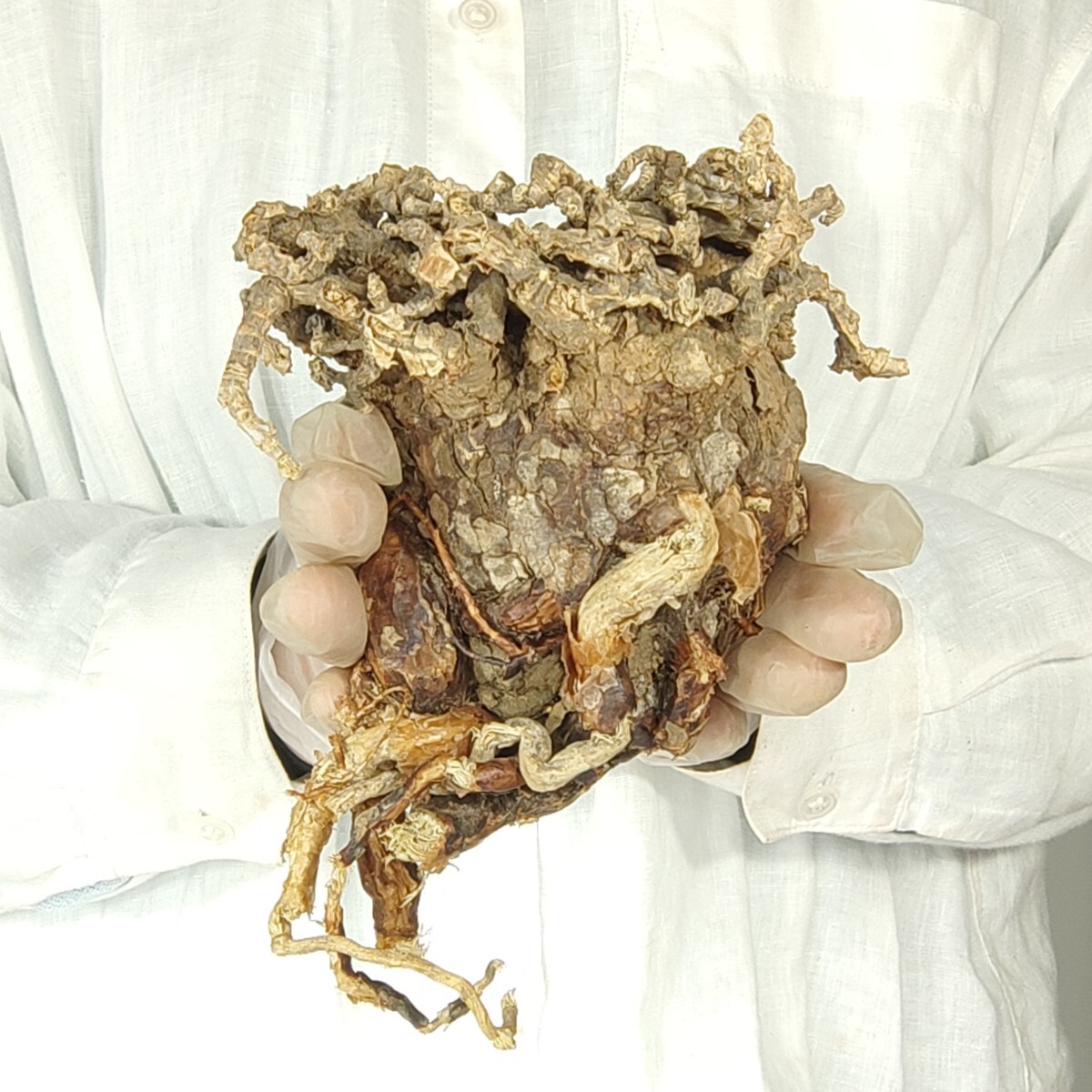 Yahoo!オークション - 【直輸入】ピグマエア B111 ケラリヤ ピグマエア...