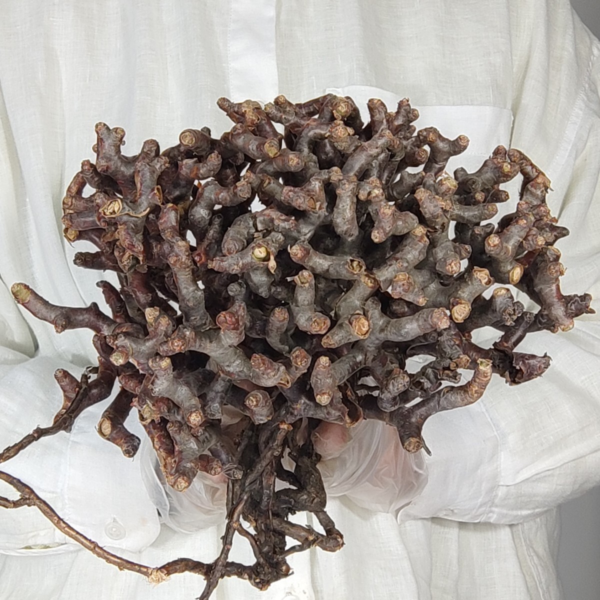 Yahoo!オークション - 【直輸入】ミラビレ B130特大 ペラルゴニウム ミ...