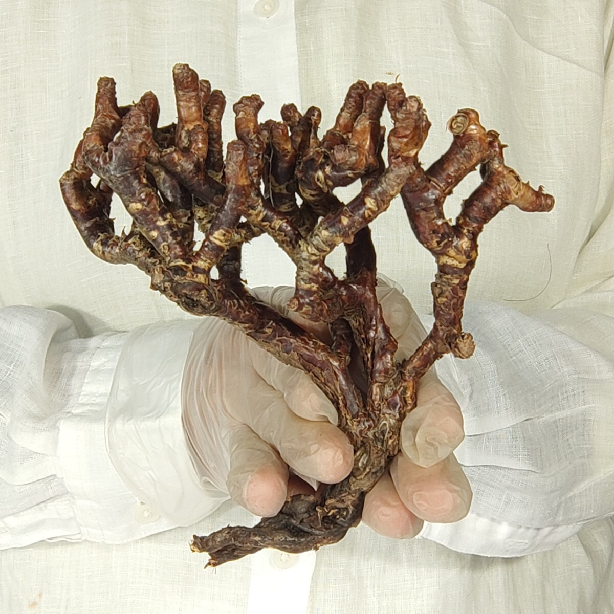 Yahoo!オークション - 【直輸入】ミラビレ C024 ペラルゴニウム・ミラ...