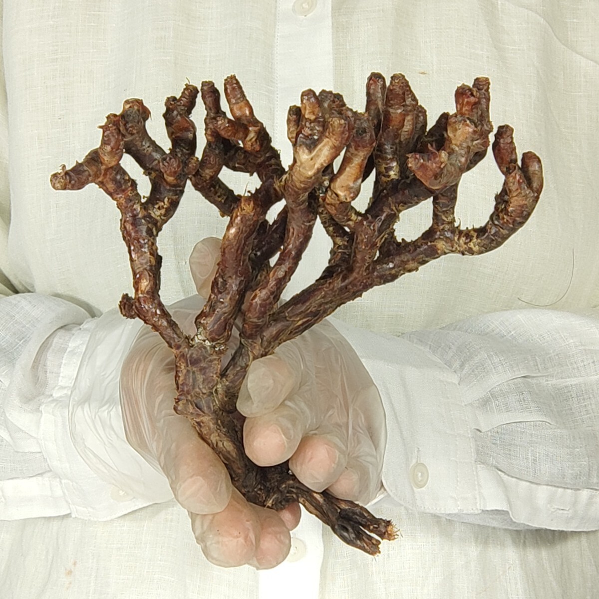 Yahoo!オークション - 【直輸入】ミラビレ C024 ペラルゴニウム・ミラ...