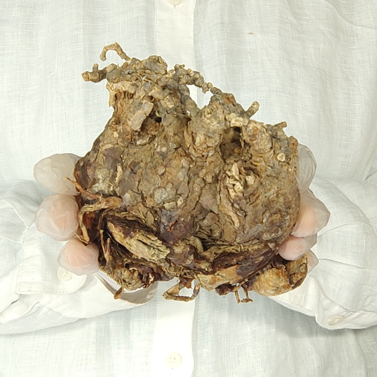 Yahoo!オークション - 【直輸入】ピグマエア C059 芽吹 ケラリア・ピグ...