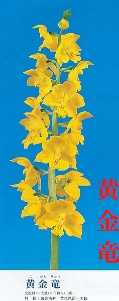 Yahoo!オークション - 80Kえびね蘭 25 黄金竜 W芽花1期待＋芋吹き ...