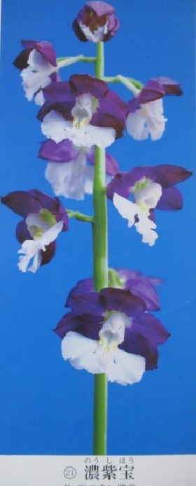 Yahoo!オークション - 80Nえびね蘭 86 濃紫宝 山野草 エビネラン