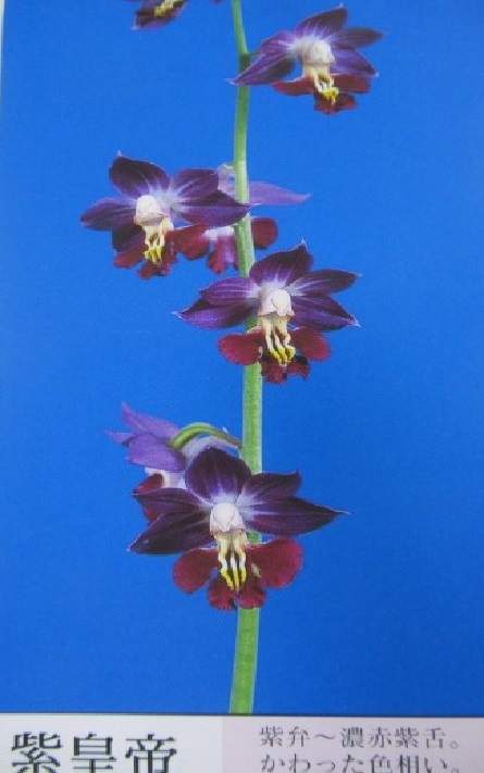 Yahoo!オークション - 80Nえびね蘭 91 紫皇帝 山野草 エビネラン