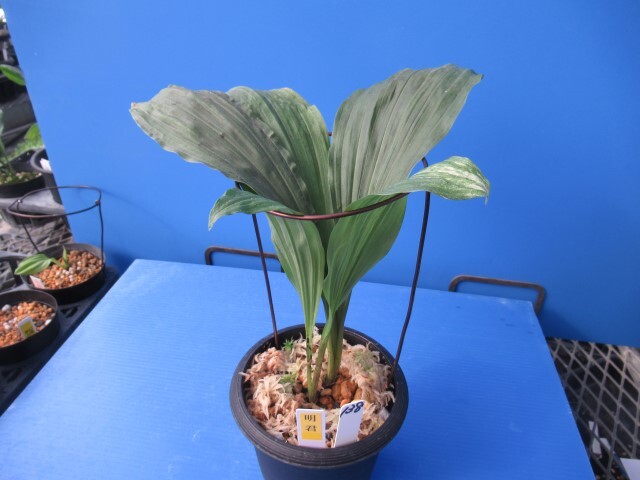 Yahoo!オークション - 80N2えびね蘭 138 明君 柄物 山野草 エビネラ...