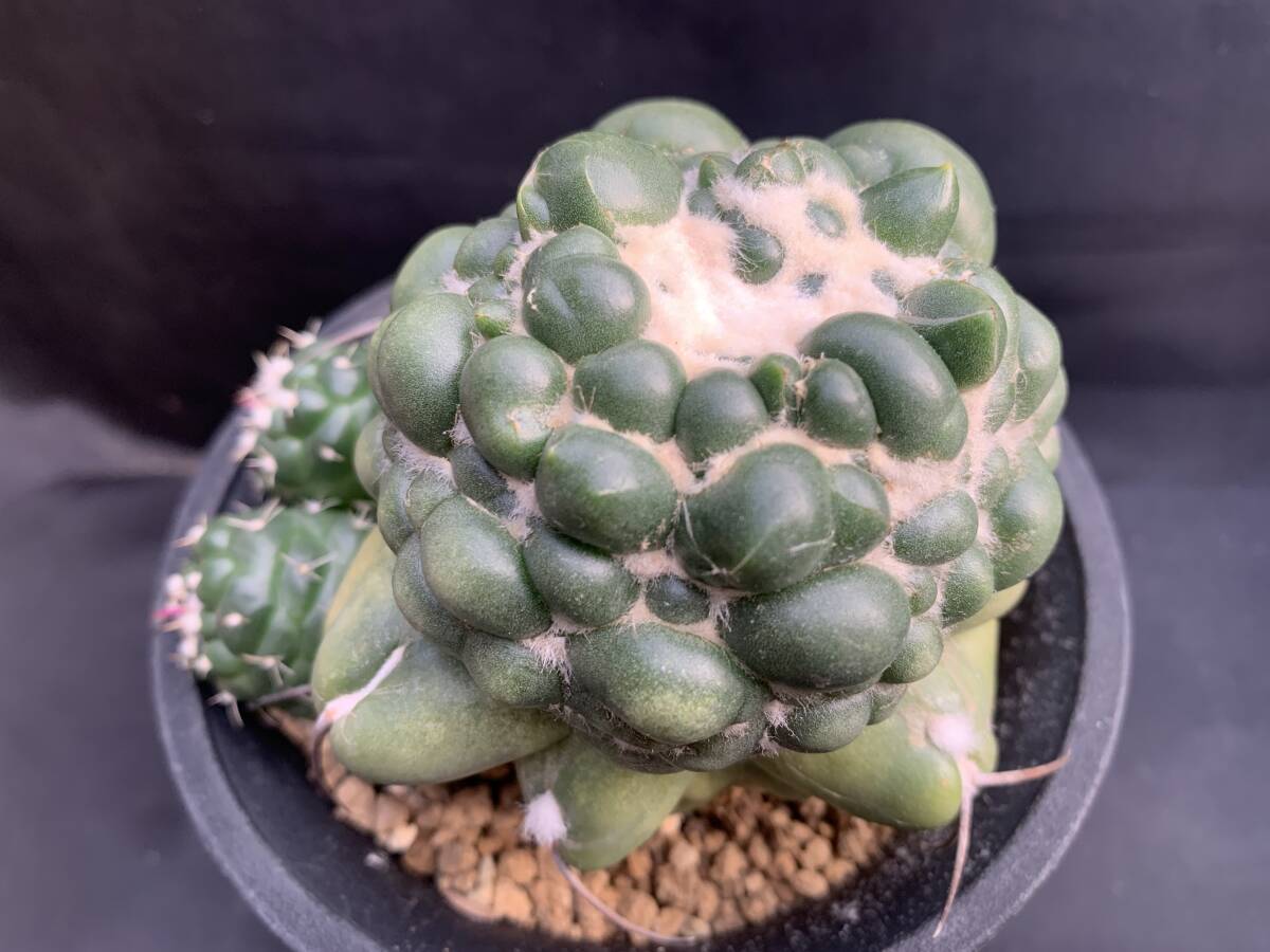 Yahoo!オークション - サボテン・多肉植物 E35 刺無象牙丸