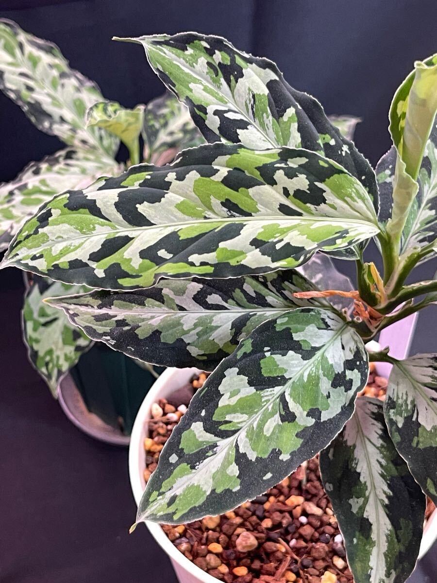 アグラオネマ ピクタム ”ラプラス” 箱個体 AZ0213-5c Aglaonema pictum Laplace UC(その他)｜売買されたオークション情報、yahooの商品情報をアーカイブ ...