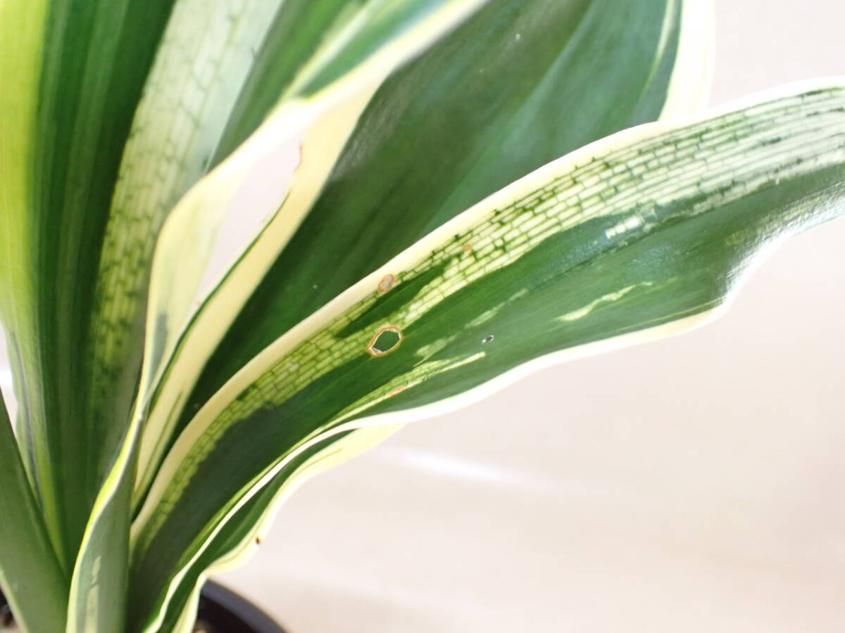 Yahoo!オークション - 【花園園芸】OM1. 万年青【紫雲楽】/万年青/お...