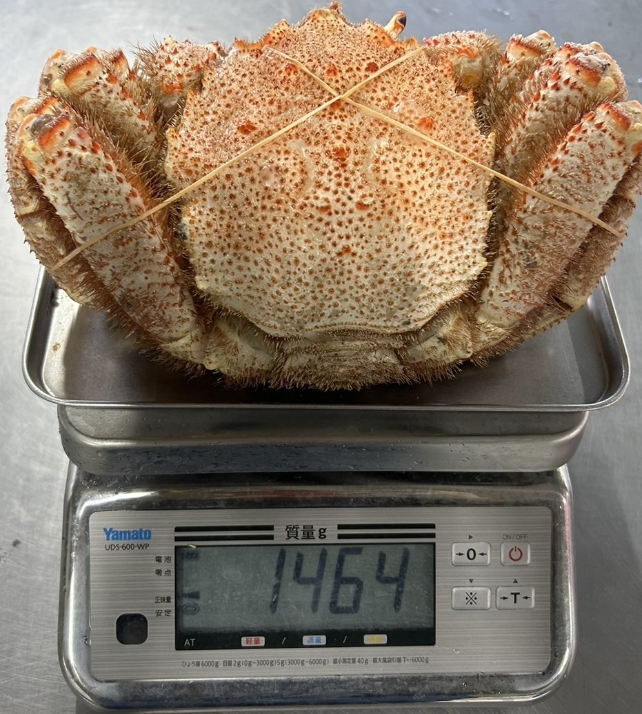 Yahoo!オークション - 極上堅がに 約1.46kg 信頼と実績の大きさ 【ど...