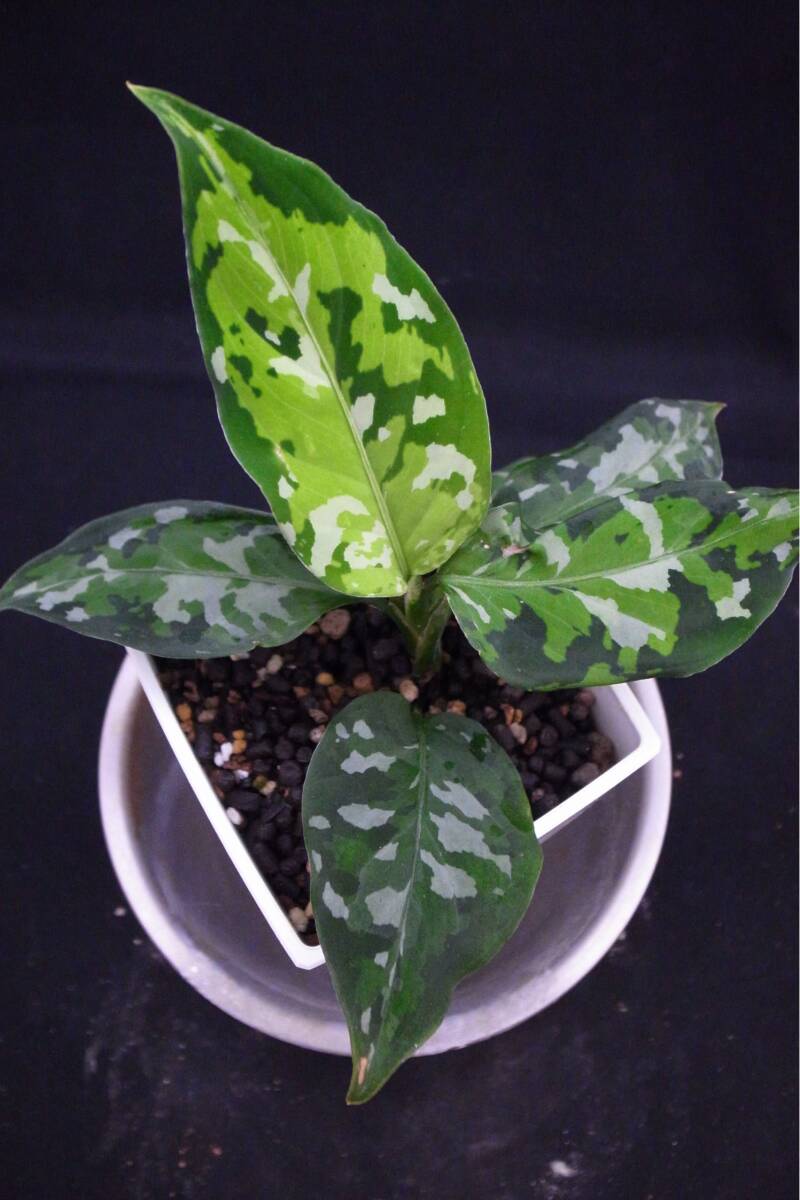 ID便 アンダマン諸島 ポートブレア北部地域 トリカラー Aglaonema pictum Tricolor Burumanica Andaman ブルマニカ Port Blair(その他 ...
