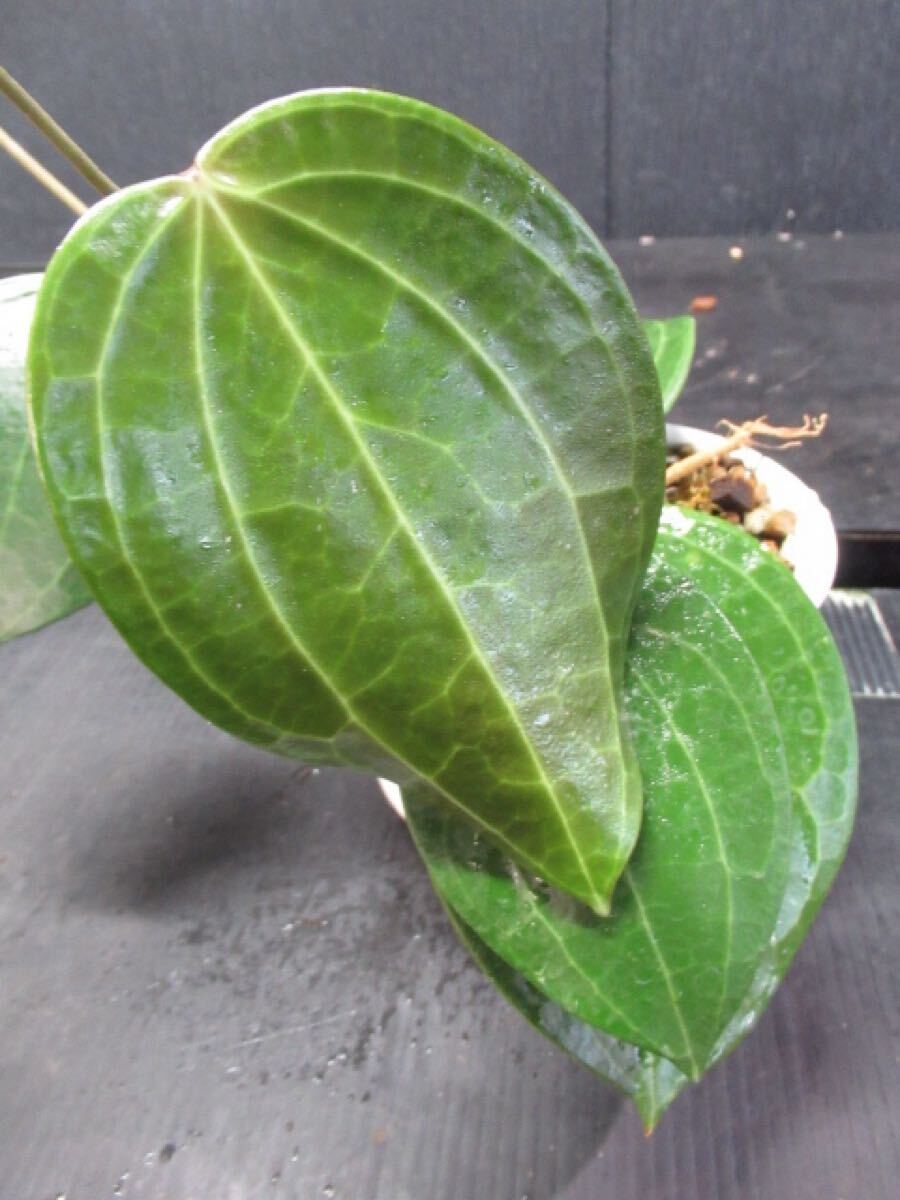 Yahoo!オークション - KN ホヤ(サクララン属） グラブラ（HOYA GLABR...