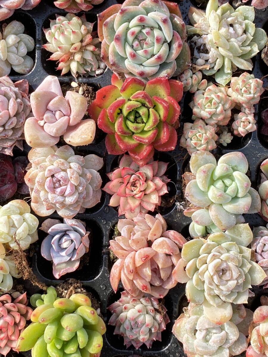 Yahoo!オークション - 40株 E503-3 土と根付き 韓国苗 サボテン 多肉植...