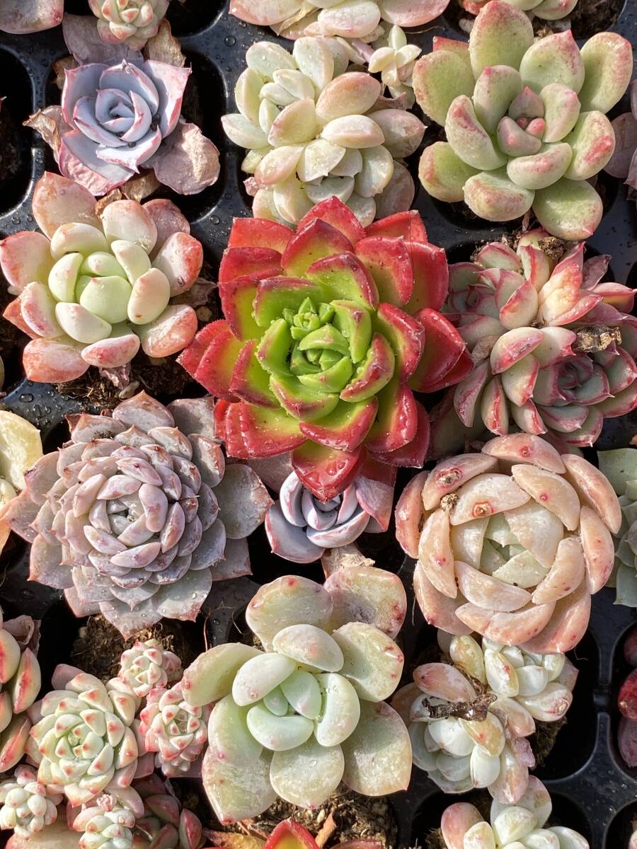 Yahoo!オークション - 40株 E503-6 土と根付き 韓国苗 サボテン 多肉植...