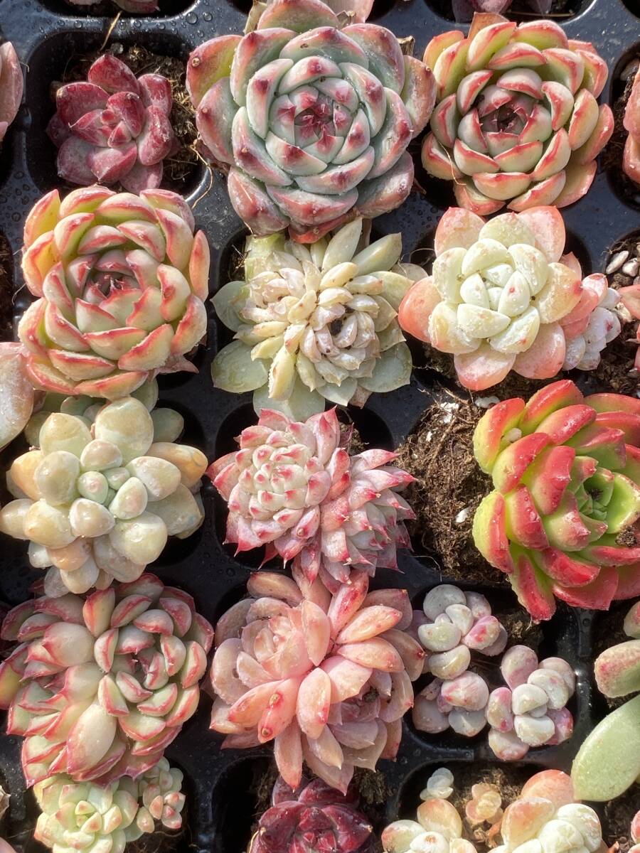 Yahoo!オークション - 40株 E503-12 土と根付き 韓国苗 サボテン 多肉...