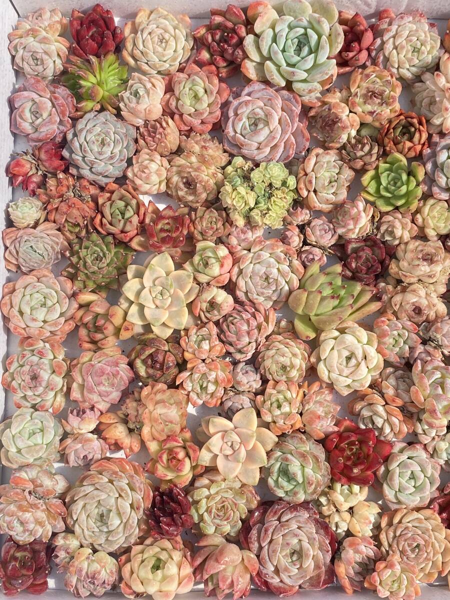 Yahoo!オークション - 40苗 E808-24 エケベリアカット苗 韓国苗 サボテ...