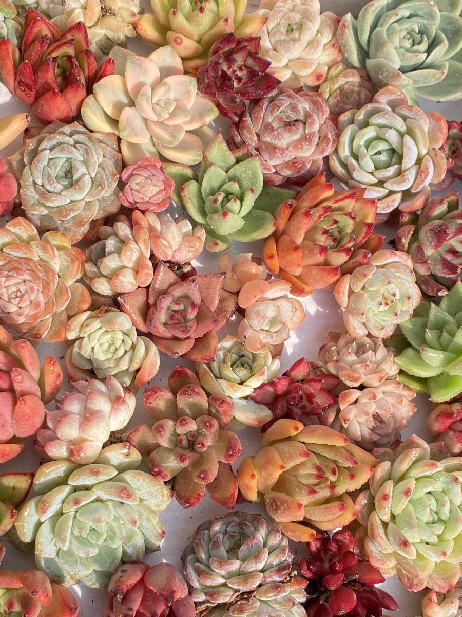 Yahoo!オークション - 40苗 E808-45 エケベリアカット苗 韓国苗 サボテ...