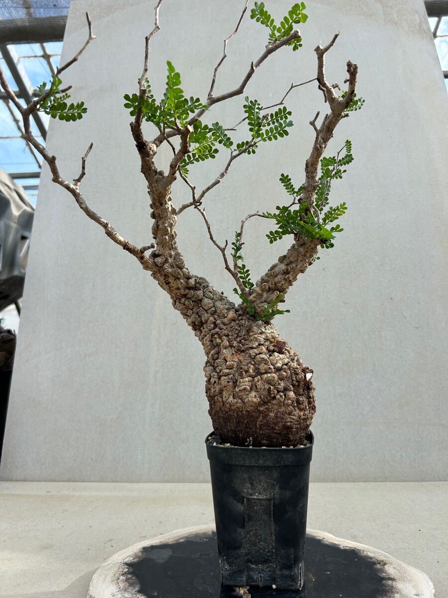 発根済み】オペルクリカリア パキプス 観葉植物 発根済み】オペルクリカリア パキプス 観葉植物