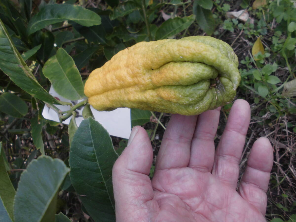 Yahoo!オークション - 仏手柑 no35 インド原産 縁起物