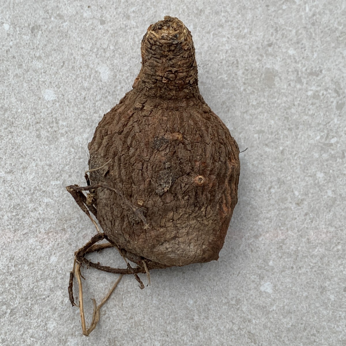 Yahoo!オークション - C178「多肉植物」ユーフォルビア クリスパ 抜き...