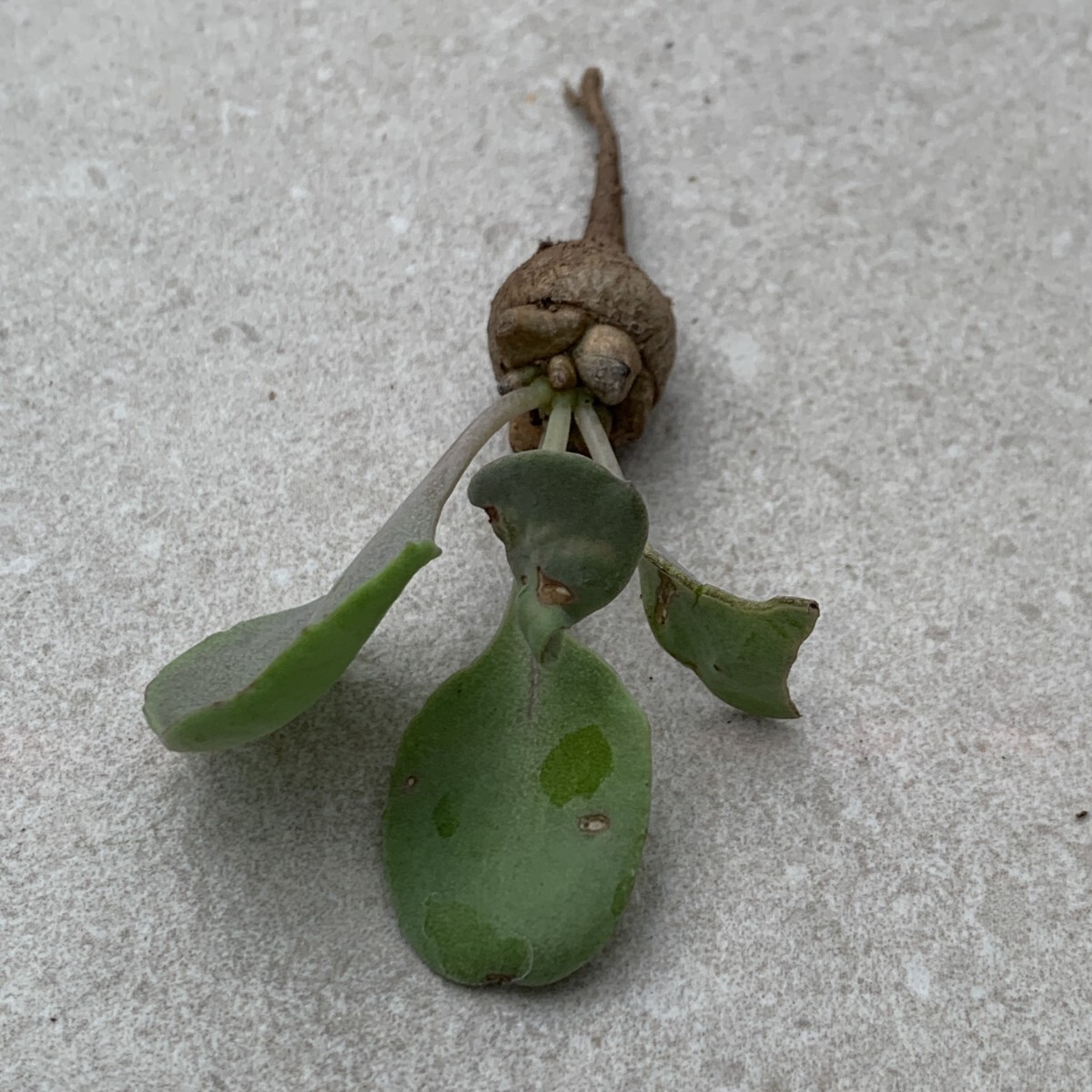 Yahoo!オークション - C196「実生」オトンナ ヘレー 植え【発根・塊根...