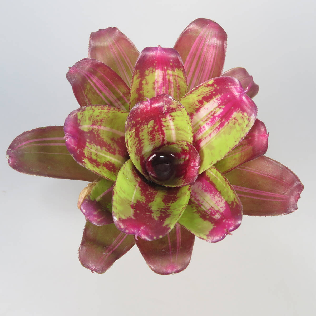 Yahoo!オークション - SALE ネオレゲリア Neoregelia Broken Heart タ...