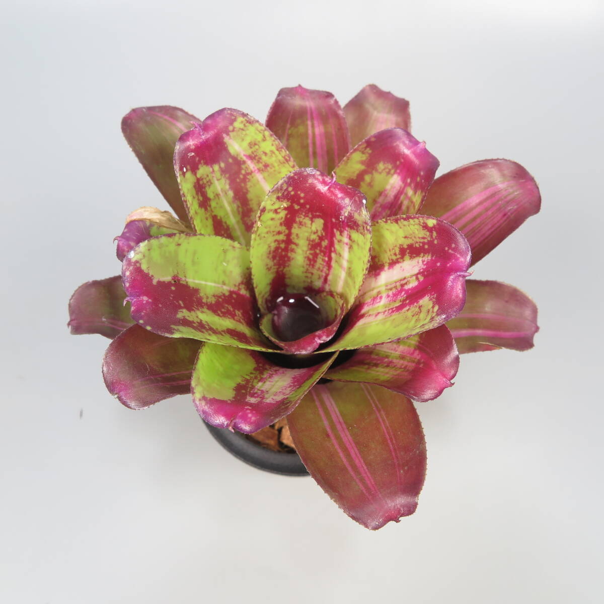 Yahoo!オークション - SALE ネオレゲリア Neoregelia Broken Heart タ...