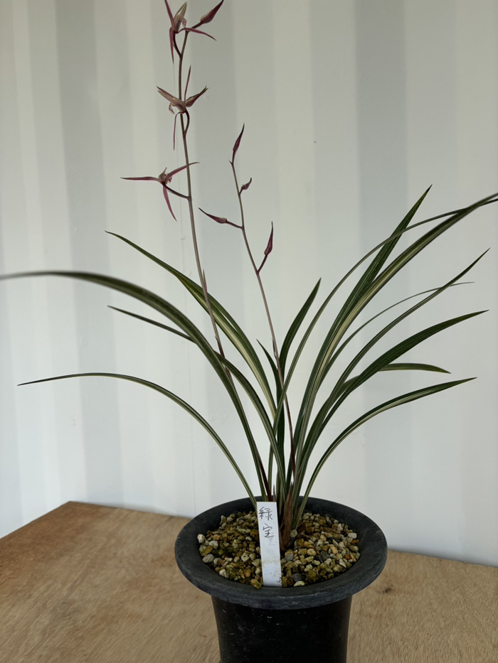 Yahoo!オークション - 寒蘭【緑宝】027