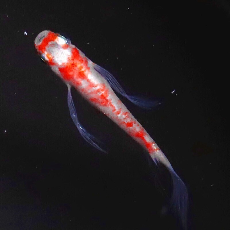 Yahoo!オークション - 御田間めだか 大増量「雲州RLF」めだか 有精卵30...