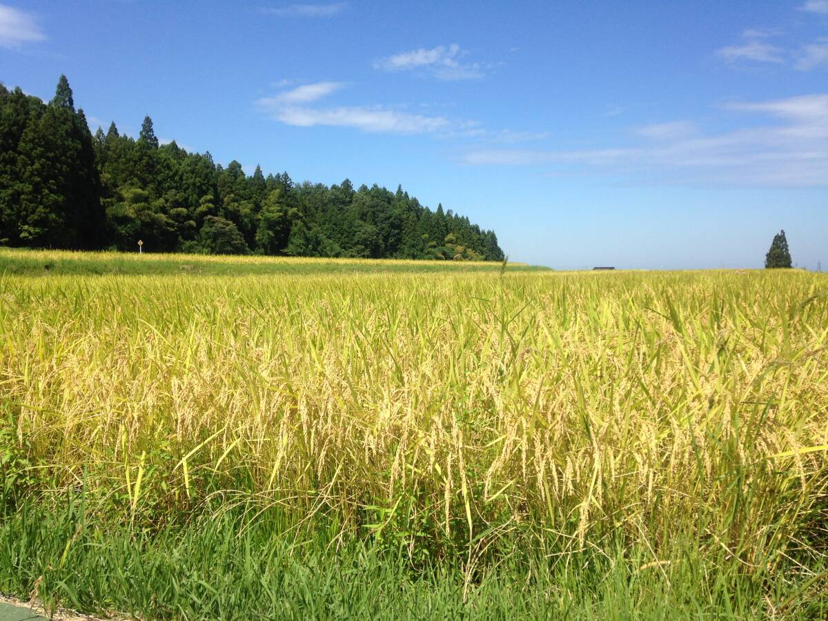 Yahoo!オークション - コシヒカリ5kg