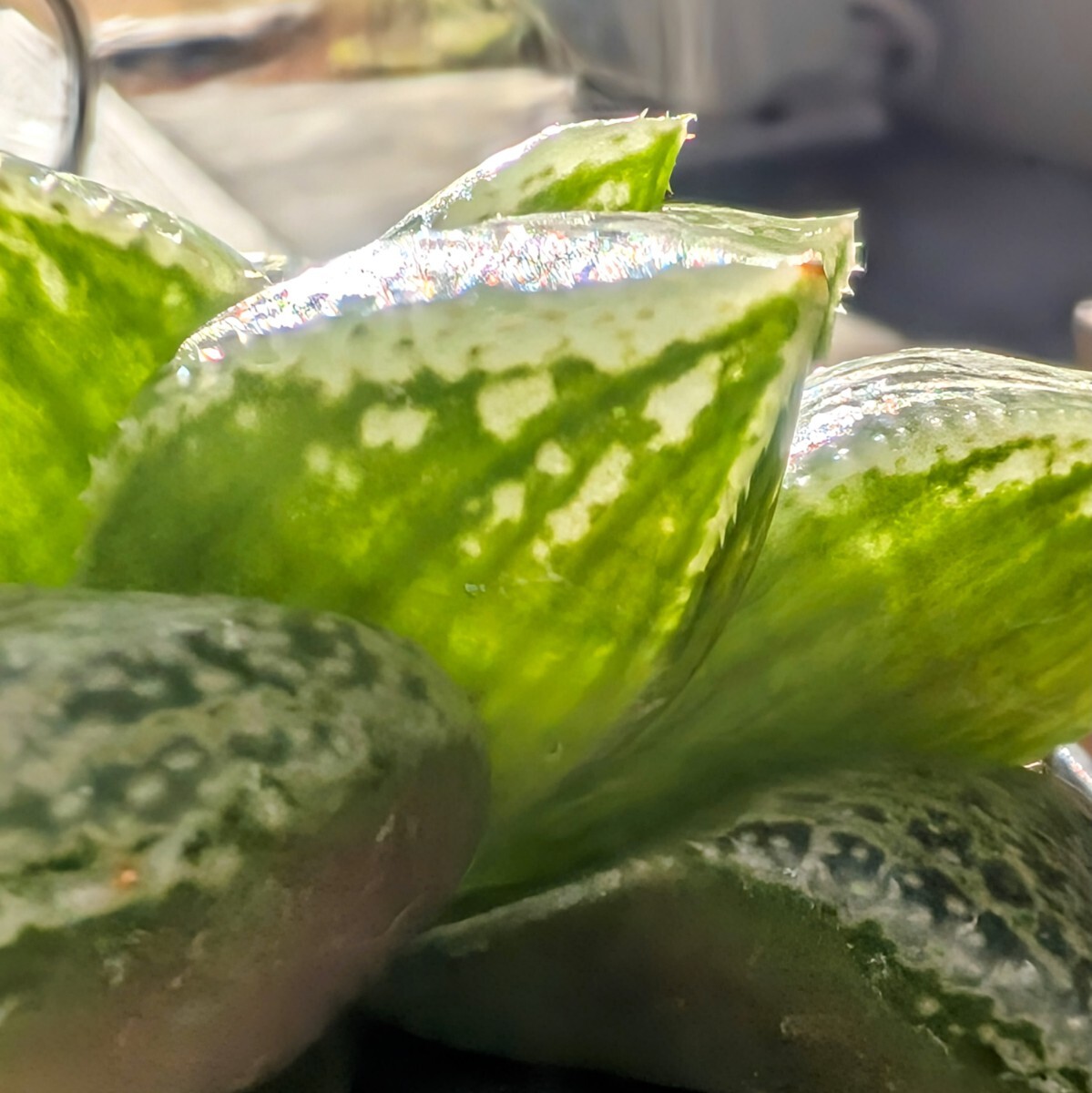 Yahoo!オークション - ハオルチア カチカチ山 ex ye 多肉植物