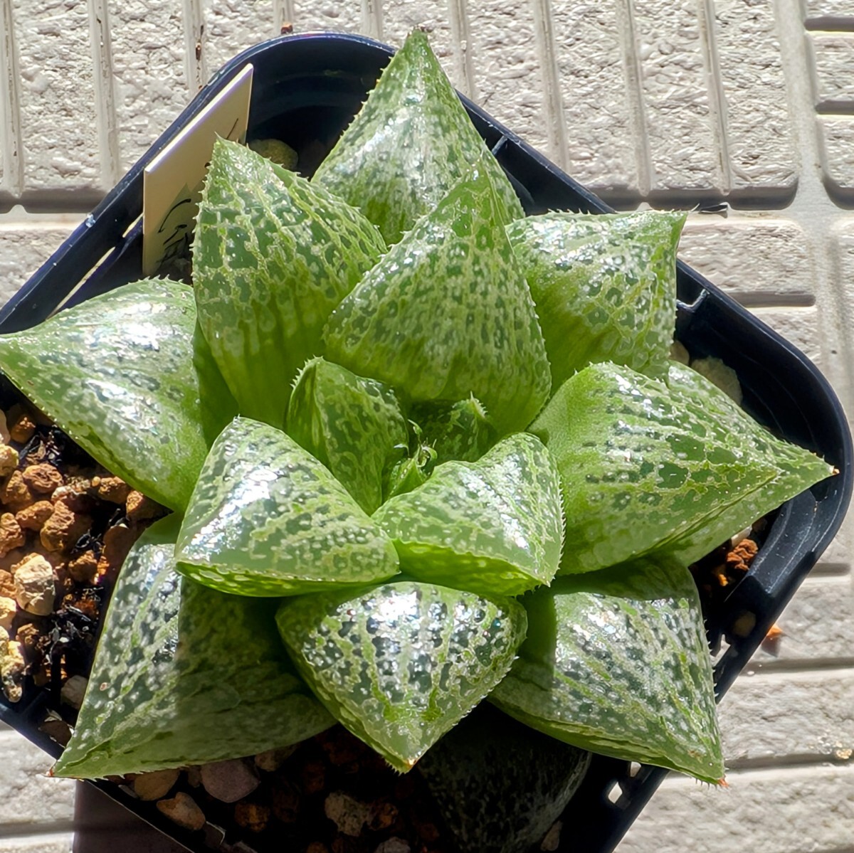 Yahoo!オークション - ハオルチア カチカチ山 ex ye 多肉植物