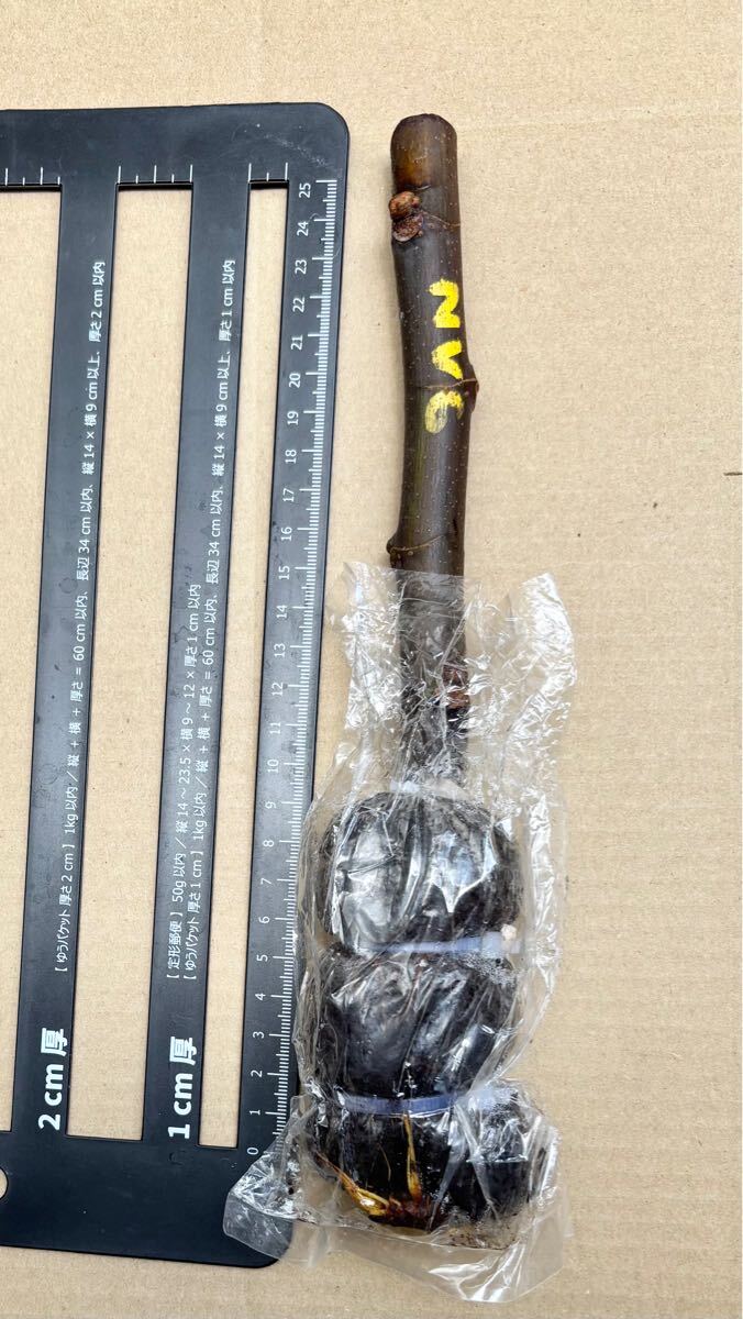 Yahoo!オークション - いちじく 苗 NV6 ②