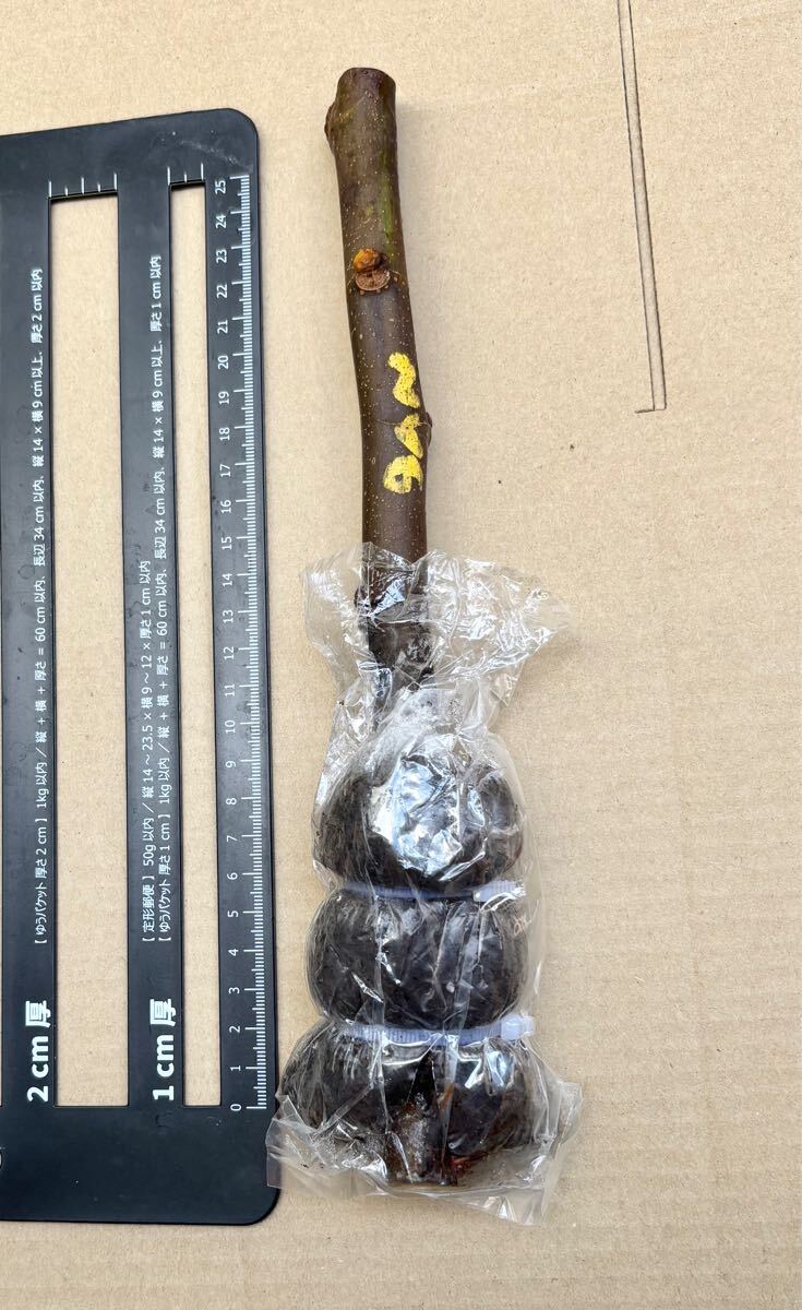 Yahoo!オークション - いちじく 苗 NV6 ①