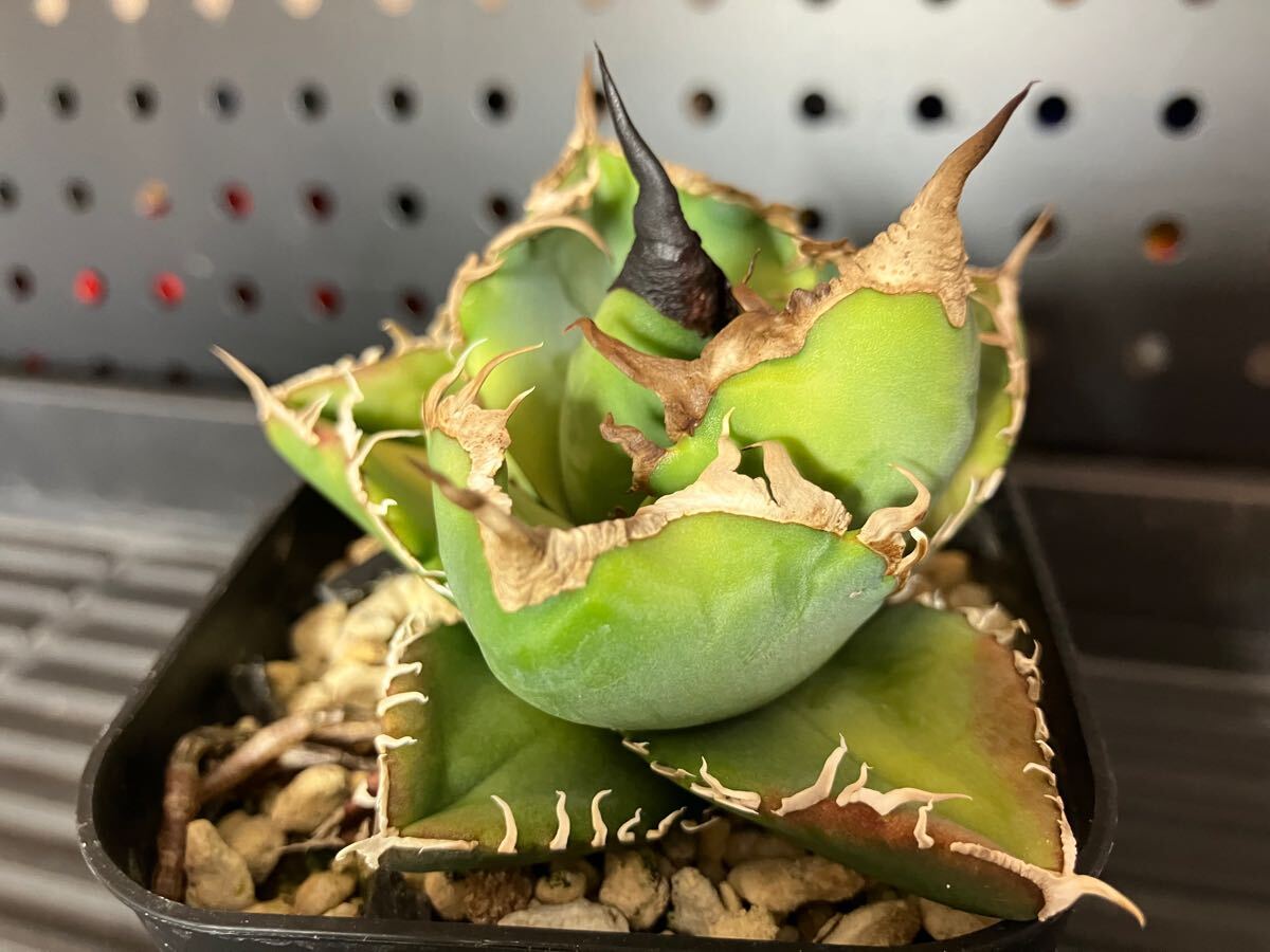 SAD TC(アガベ)｜売買されたオークション情報、yahooの商品情報をアーカイブ公開 - オークファン（aucfan.com）