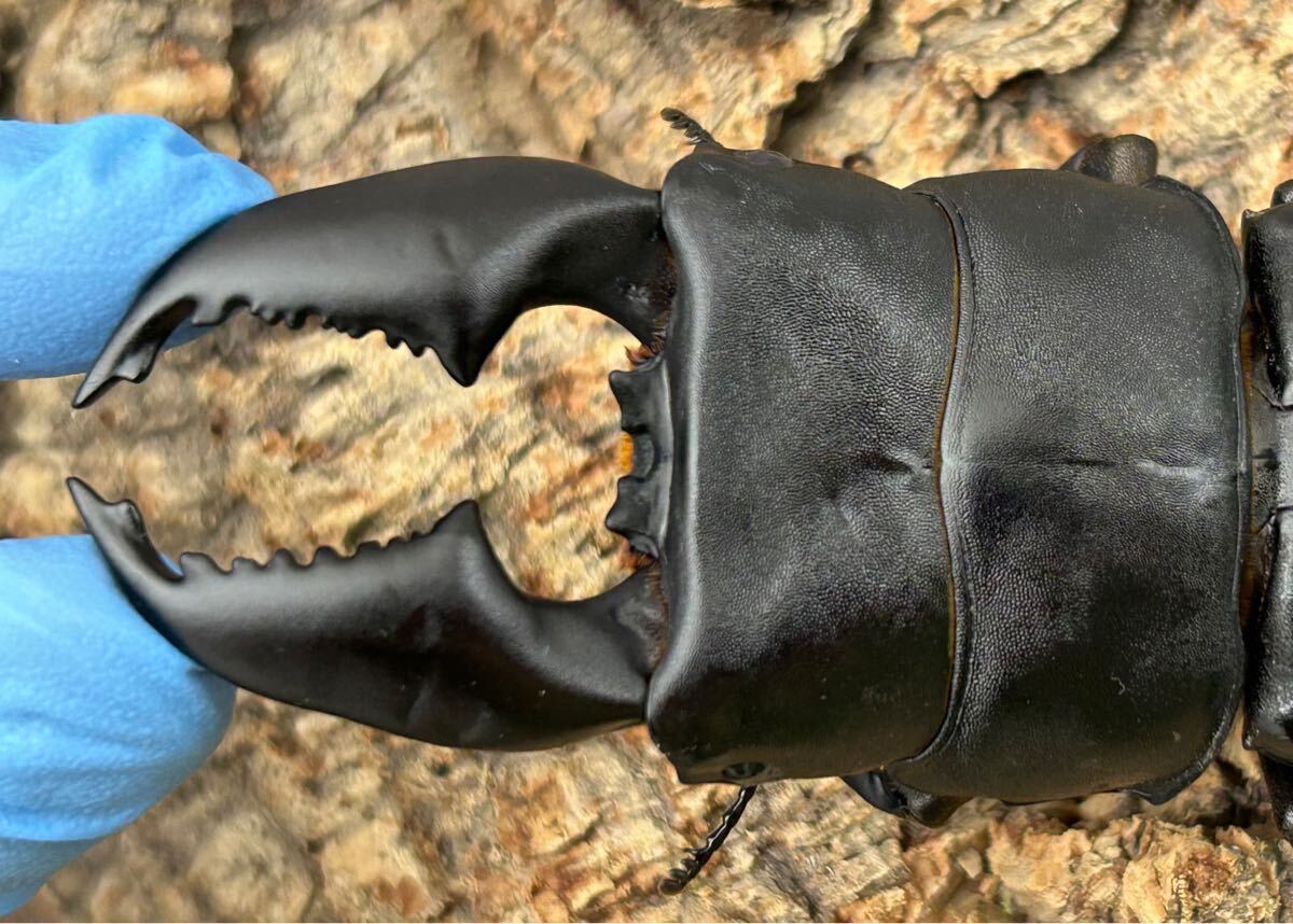 Yahoo!オークション - 【KoN】スマトラヒラタ アチェ産 ♂106.1mm(顎幅...